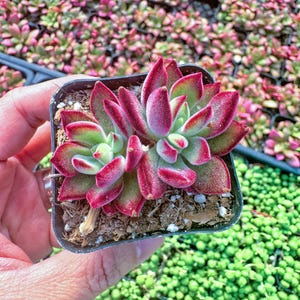 Rare Echeveria Pulvinata "ruby", Ruby Blush Succulent, Echeveria Red ...