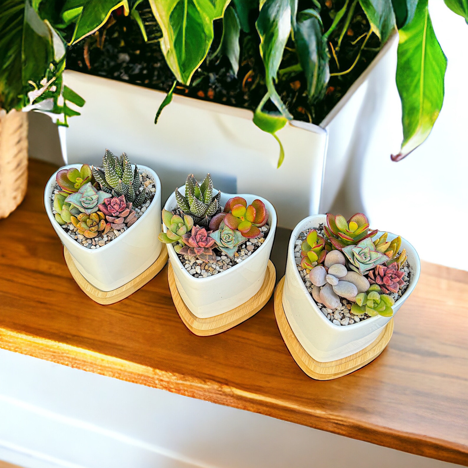 Honey Bubbles Mini Succulent Garden in Ceramic Pots - Etsy