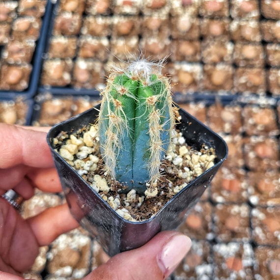 Fuzzy Blue Cactus Pilosocereus Pachycladus Live Cactus - Etsy