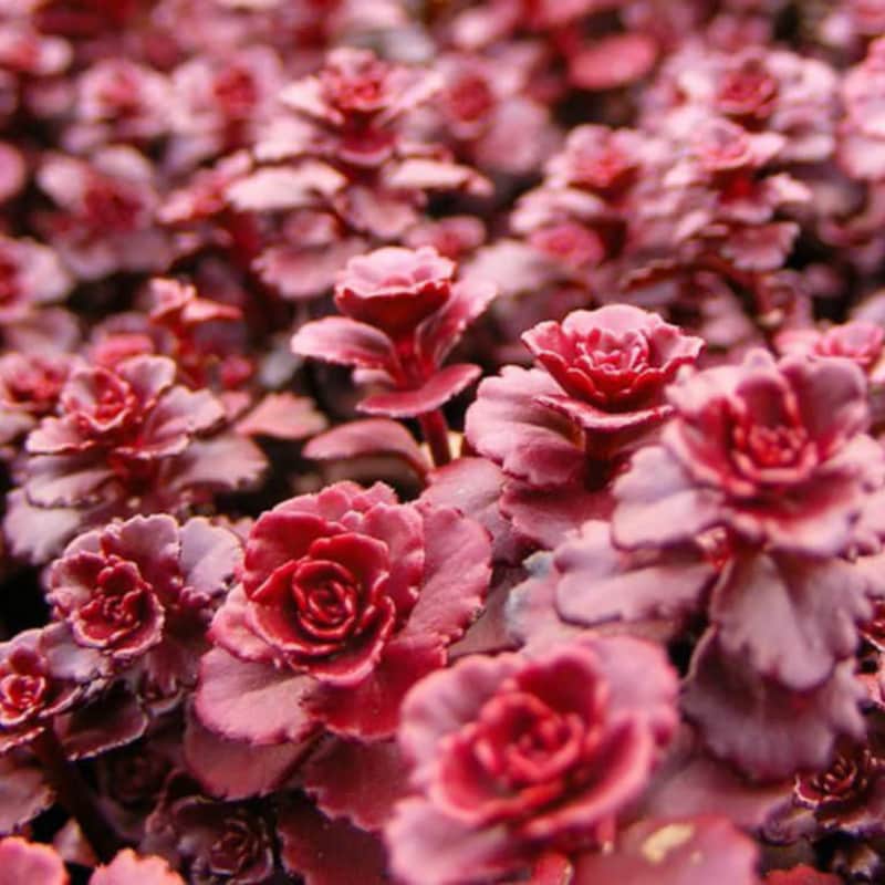 Red Sedum - Etsy