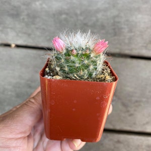 Powder Puff Cactus, Potted Cactus Plant, Mammillaria Bocasana, in 2 ...