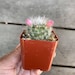 Powder Puff Cactus, Potted Cactus Plant, Mammillaria Bocasana, in 2 ...