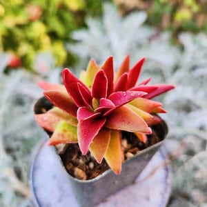 RARE 2", 4” Pot of Crassula Shark Tooth Red Pagoda - Etsy