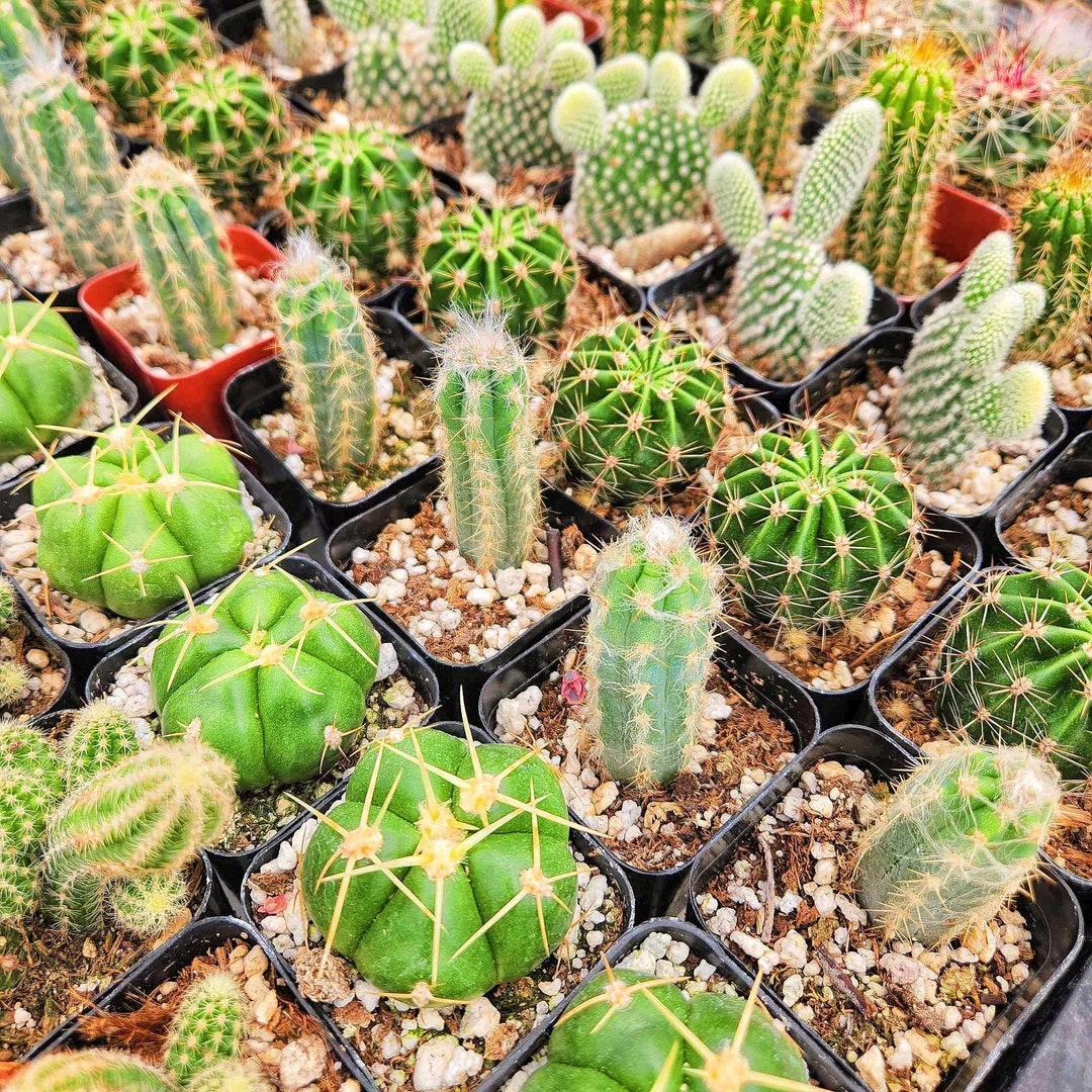 Assorted Cactus, Cactus Mix 1/3/5/7/9 - Etsy