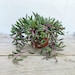 RARE | Crassula Tabularis Pagoda Village - Succulent Plant 2" Pot - Etsy