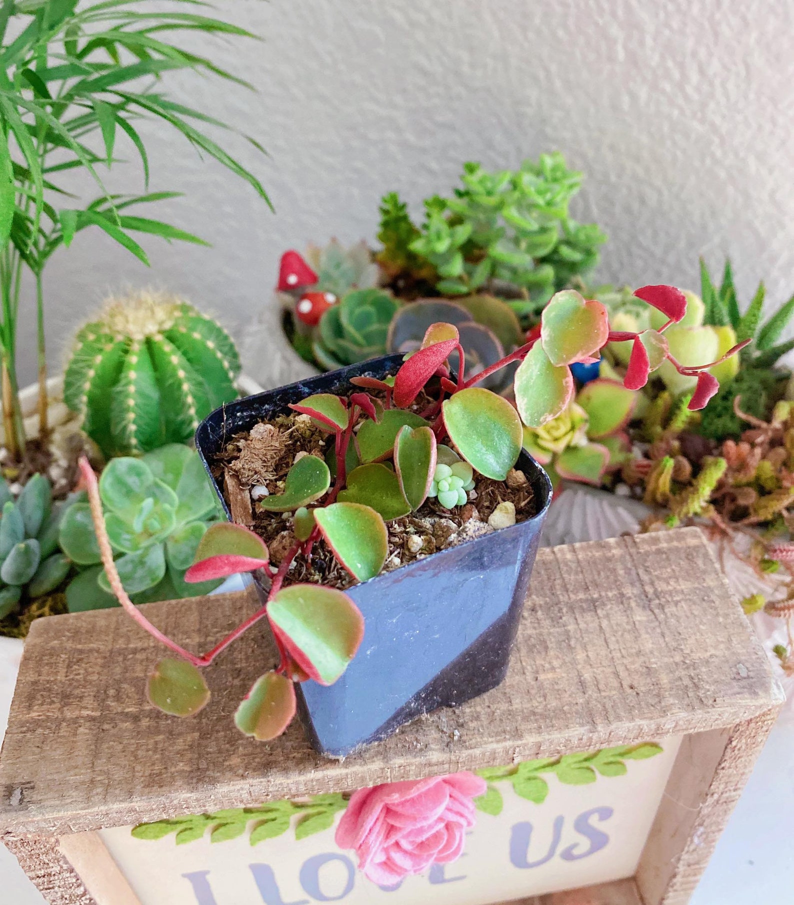 Peperomia ruby Cascade Trailing Succulent Indoor Plant - Etsy