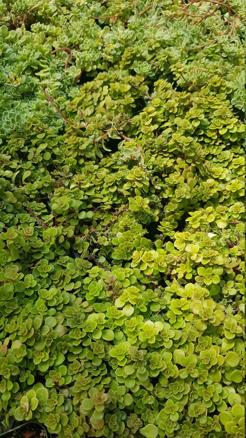 Sedum Makinoi Ogon Sedum Stonecrop 2 Inches Pot - Etsy