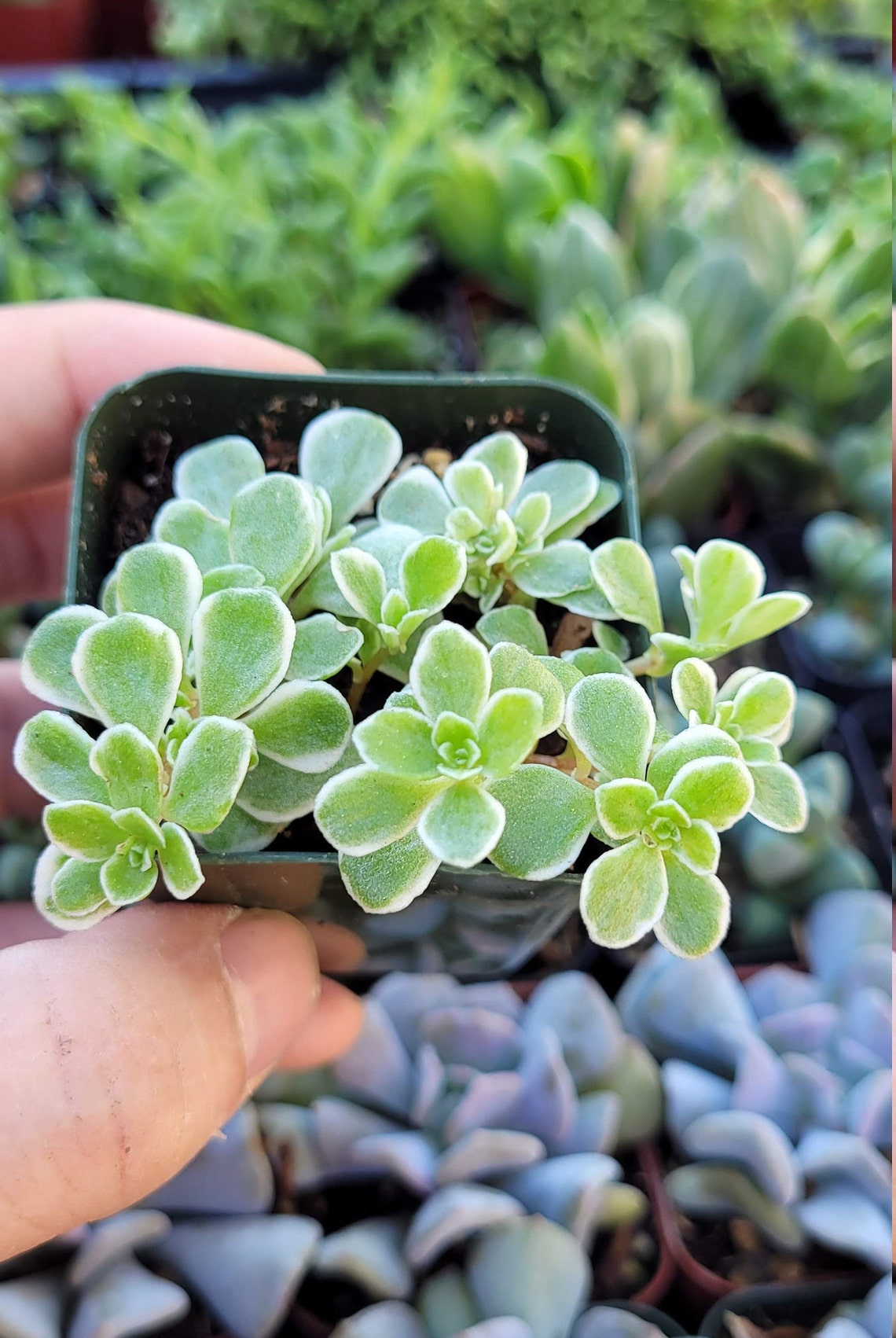 Variegated Sedum Makinoi Ogon Sedum Stonecrop | Etsy