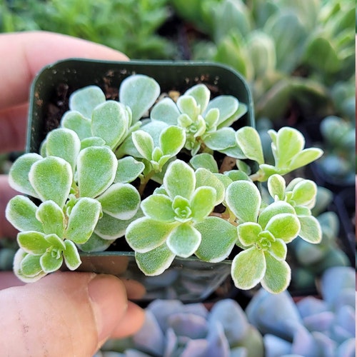 Variegated Sedum Makinoi Ogon Sedum Stonecrop - Etsy