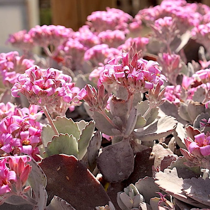 Silver Succulent - Etsy