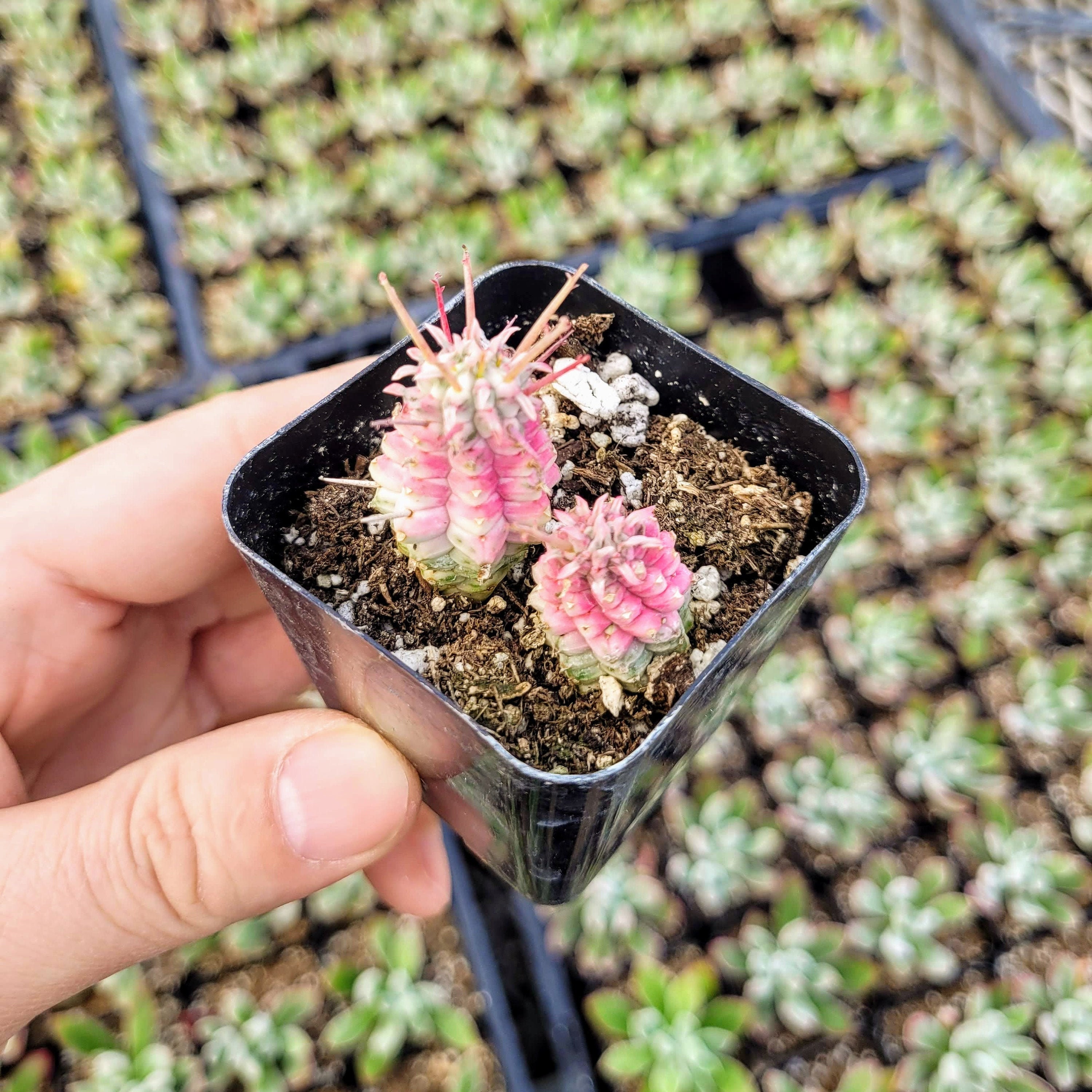 Rare Variegated Corn Cob Cactus Euphorbia Mammillaris - Etsy