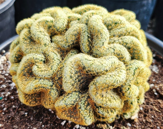 Dinosaur Back, Myrtillocactus Geometrizans F. Cristata, Cactus ...