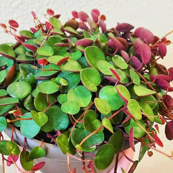 Peperomia Ruby Cascade - Etsy