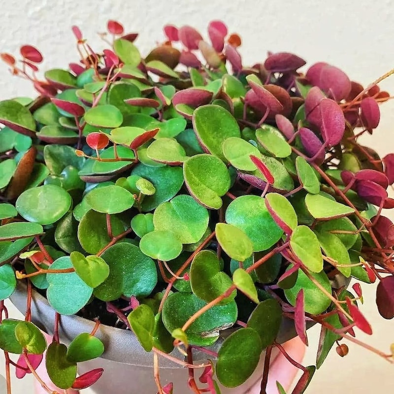 Peperomia Ruby Cascade - Etsy
