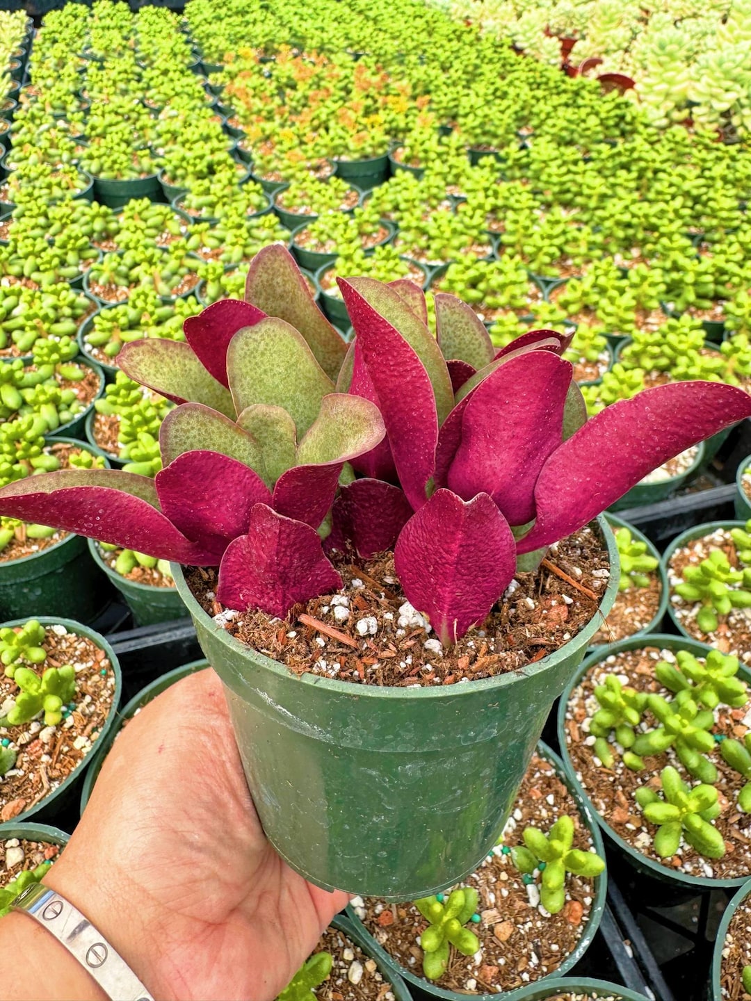 4" Pot of Crassula Streyi Pondo Cliff Pondoland - Etsy