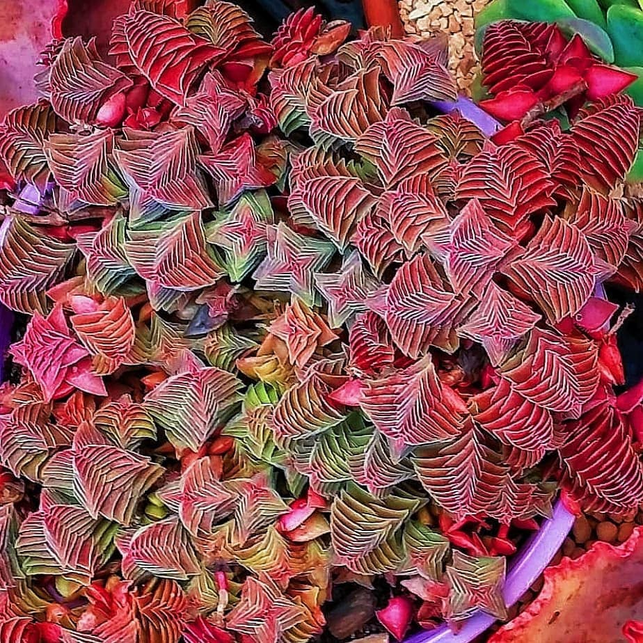 RARE Crassula Tabularis Pagoda Village Succulent Plant - Etsy