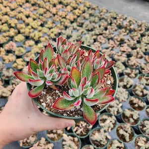 Rare Echeveria Pulvinata "ruby", Ruby Blush Succulent, Echeveria Red ...