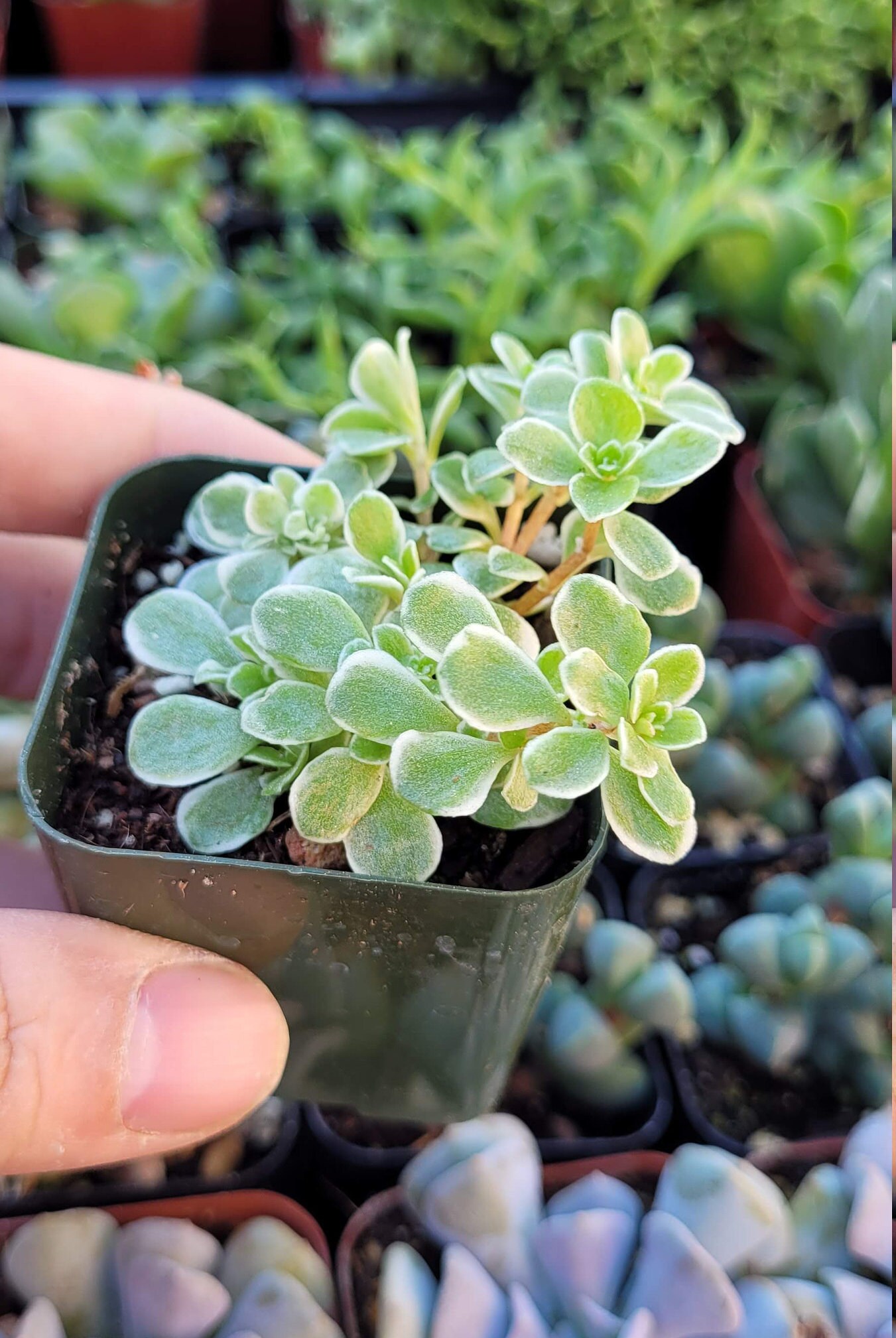 Variegated Sedum Makinoi Ogon Sedum Stonecrop - Etsy