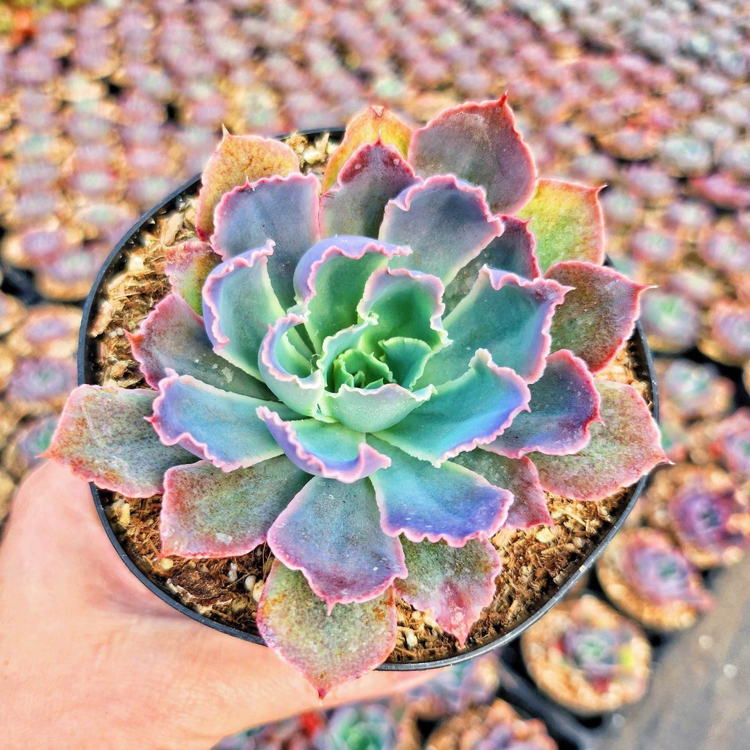 Echeveria Neon Breaker - 2" - 4" Pot - Etsy