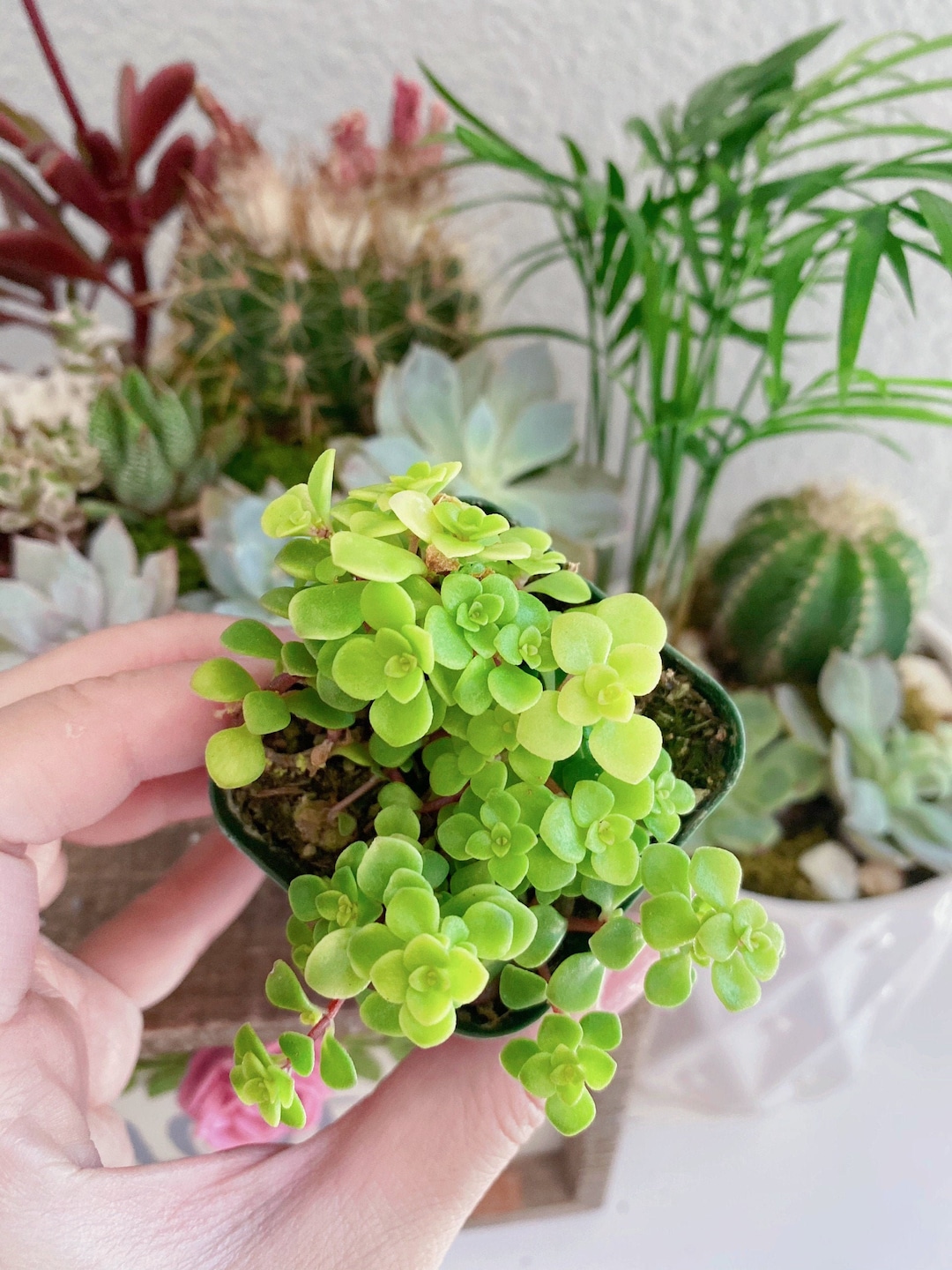 Sedum Makinoi, Ogon Sedum, Stonecrop 2 Inches Pot - Etsy