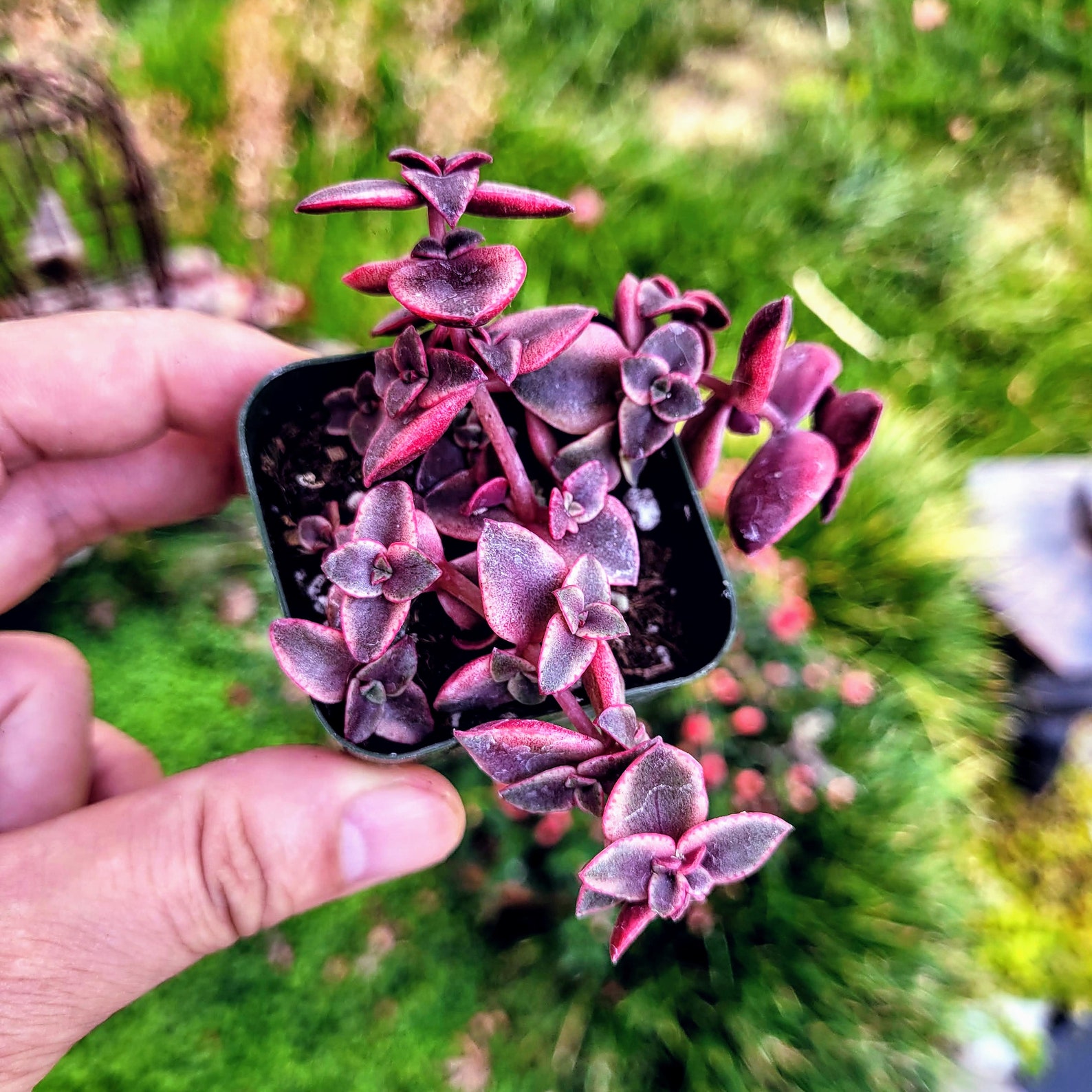 Calico Kitten Succulent, Crassula Pellucida Variegata, Variegated ...