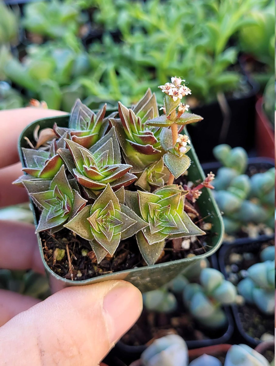 RARE Crassula Tabularis Pagoda Village Succulent Plant | Etsy