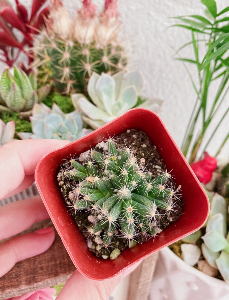 Rare Mini Desert Rose, Trichodiadema Densum, Miniature Dessert Rose ...