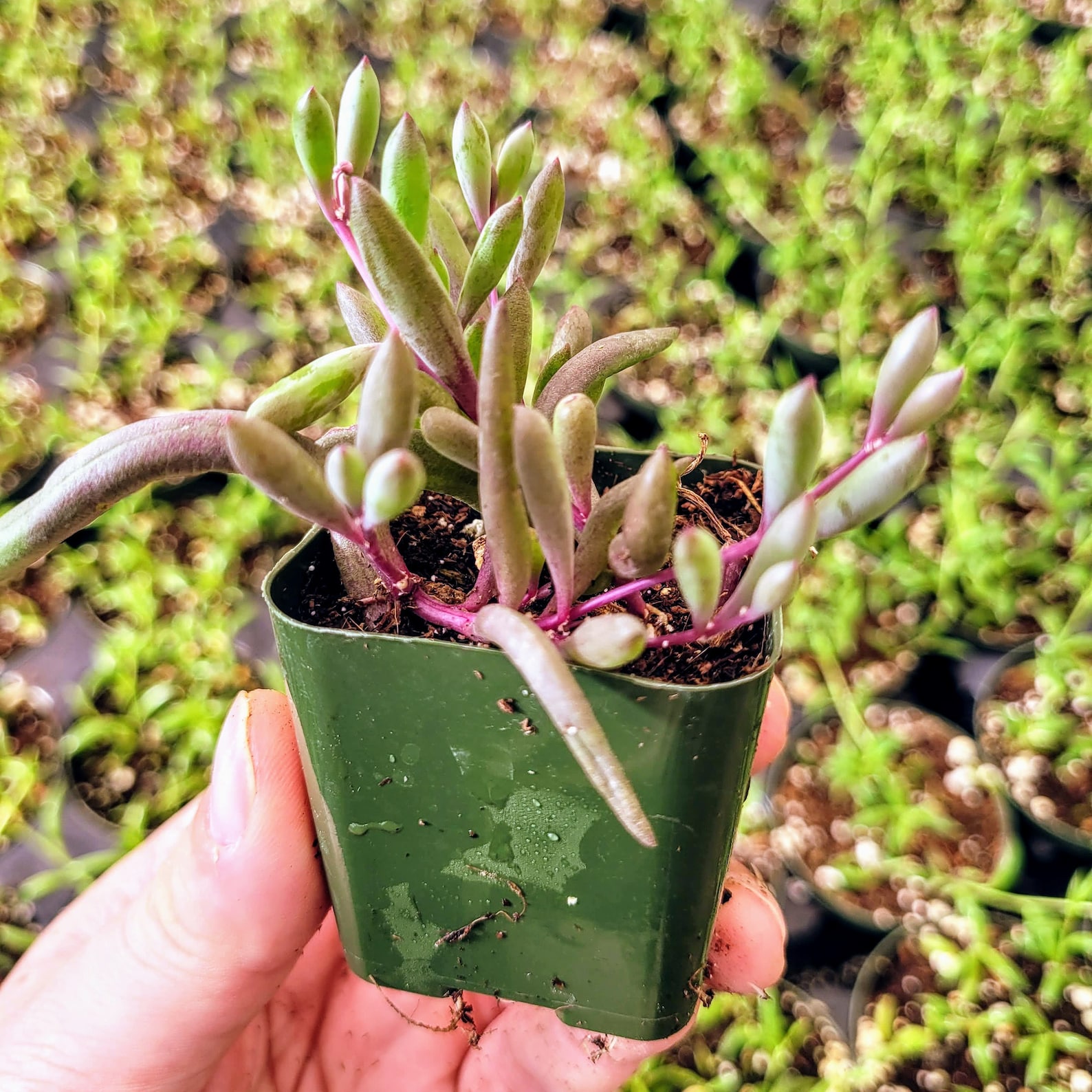 String of Little Pickles, Othonna Capensis ‘ruby Necklace’ in 2 Inches ...