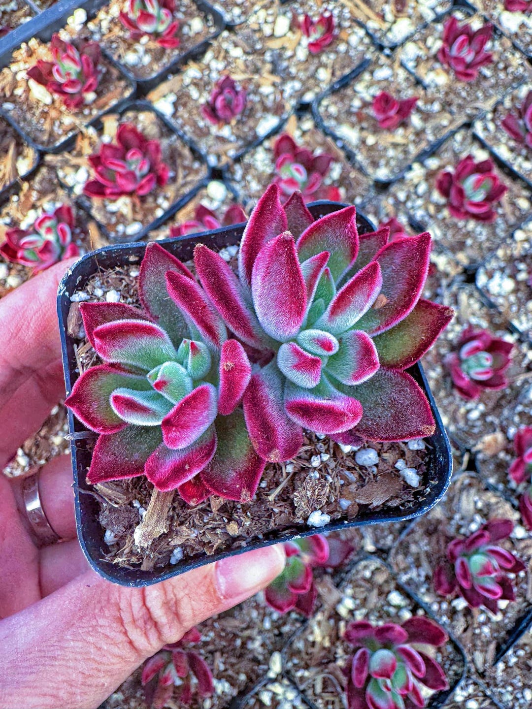 Rare Echeveria Pulvinata "ruby", Ruby Blush Succulent, Echeveria Red ...