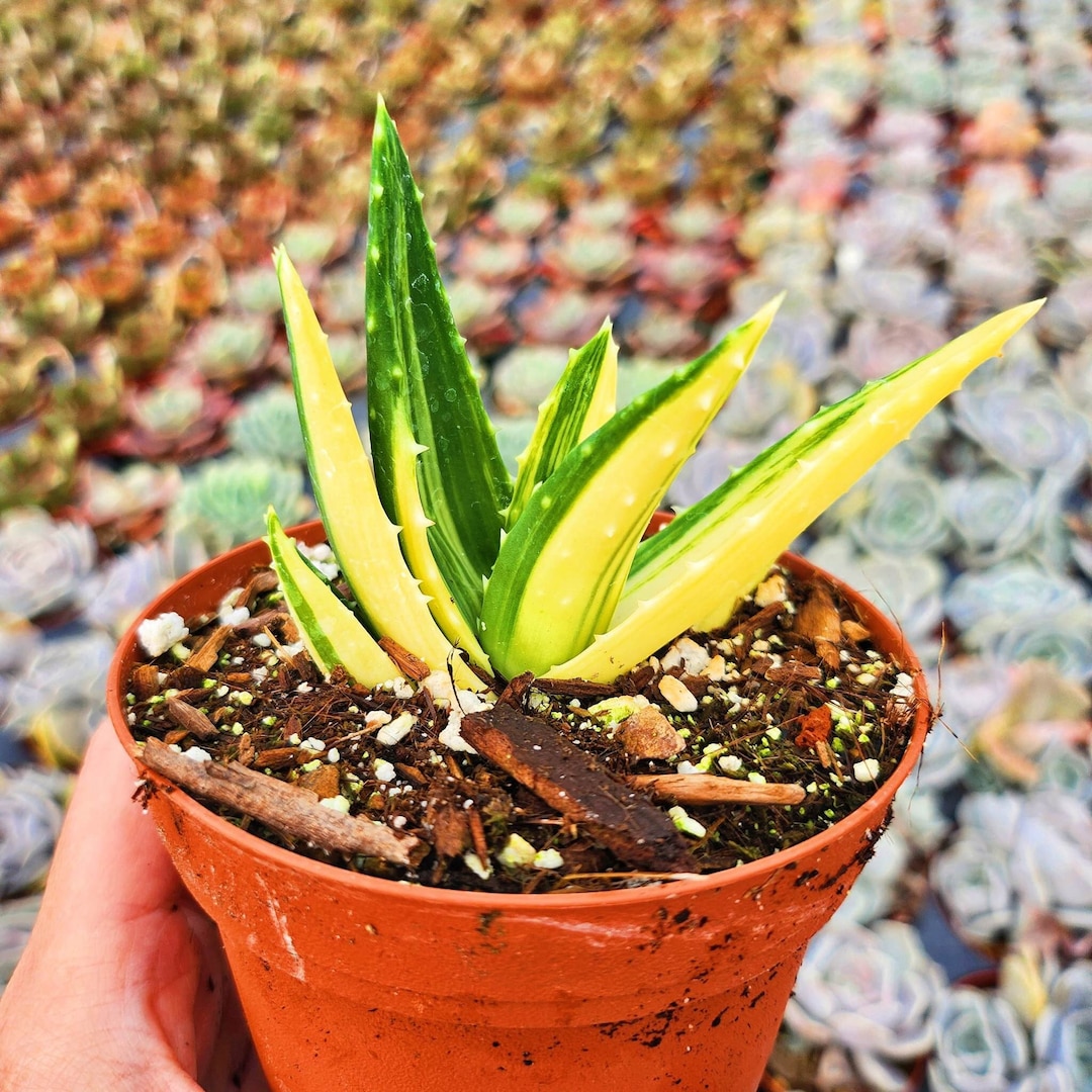 Variegated Aloe Vera 4" Pot - Etsy