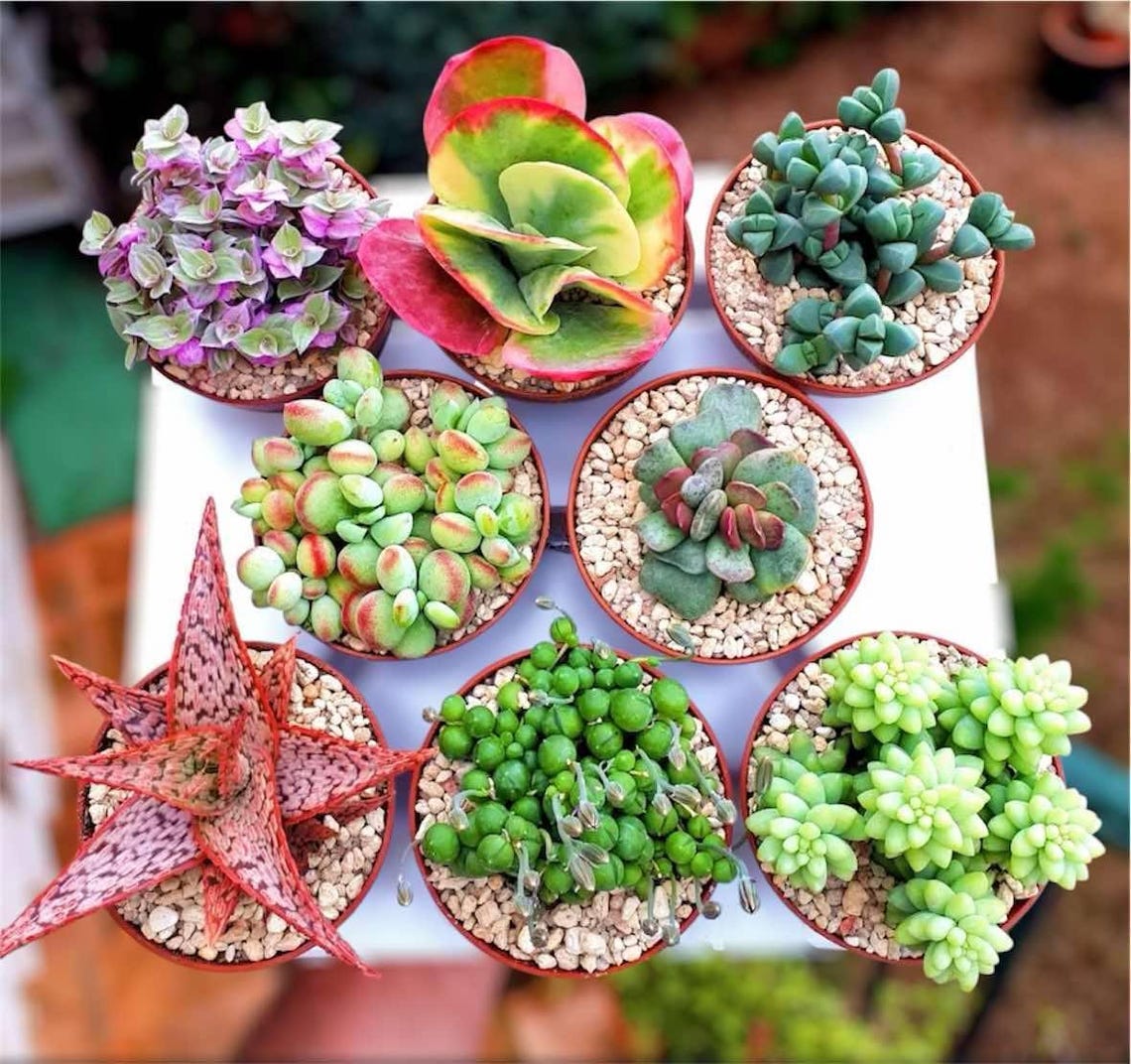 Assorted of 8 Colorful Rare Succulents in 4