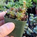 RARE | Crassula Tabularis Pagoda Village - Succulent Plant 2" Pot - Etsy
