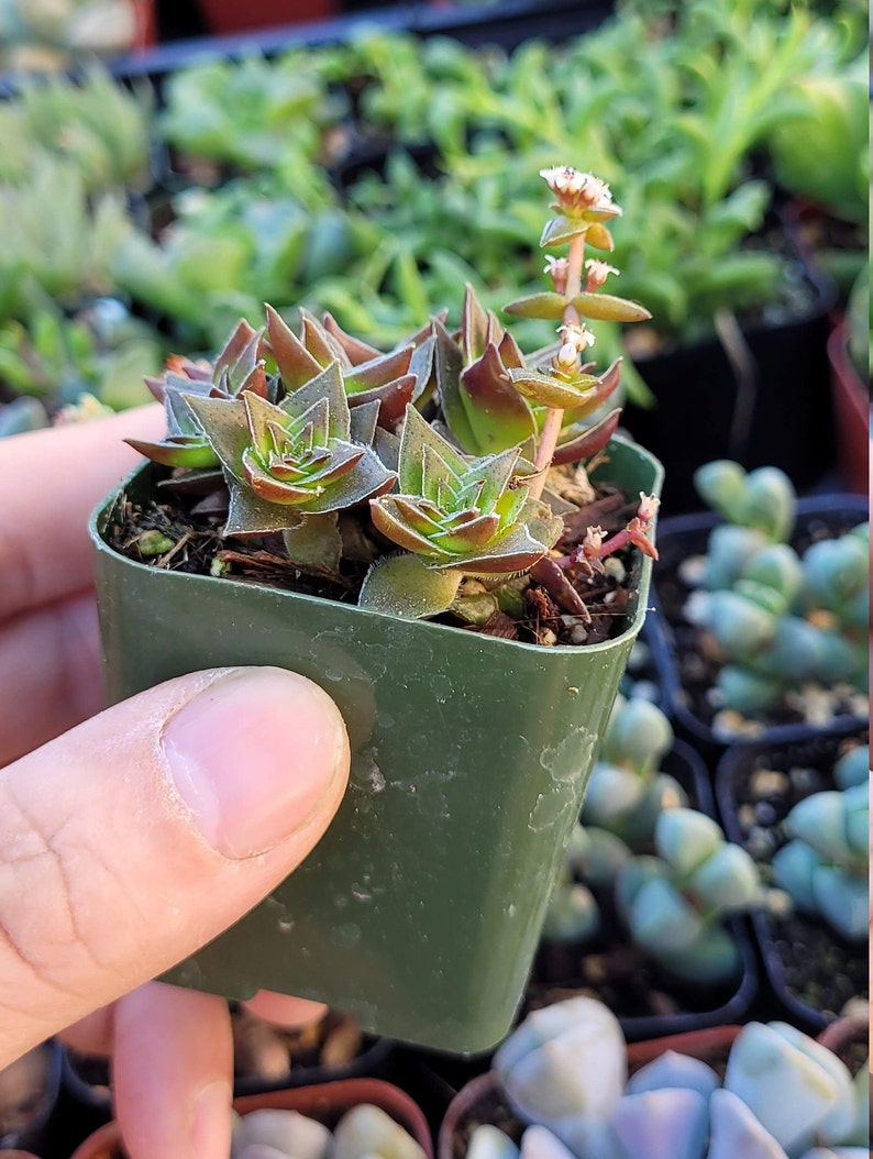 RARE Crassula Tabularis Pagoda Village Succulent Plant - Etsy