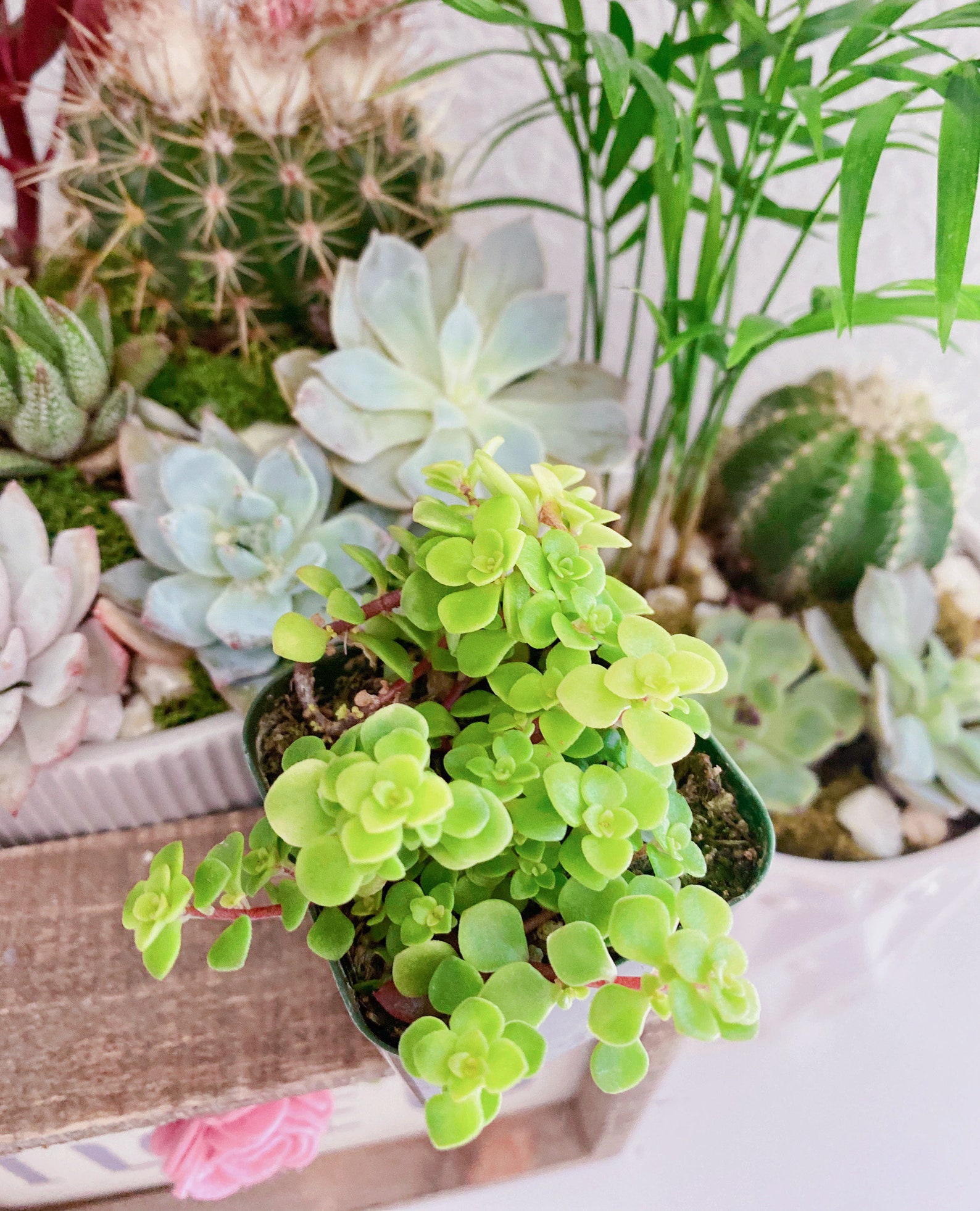 Sedum Makinoi Ogon Sedum Stonecrop 2 Inches Pot - Etsy