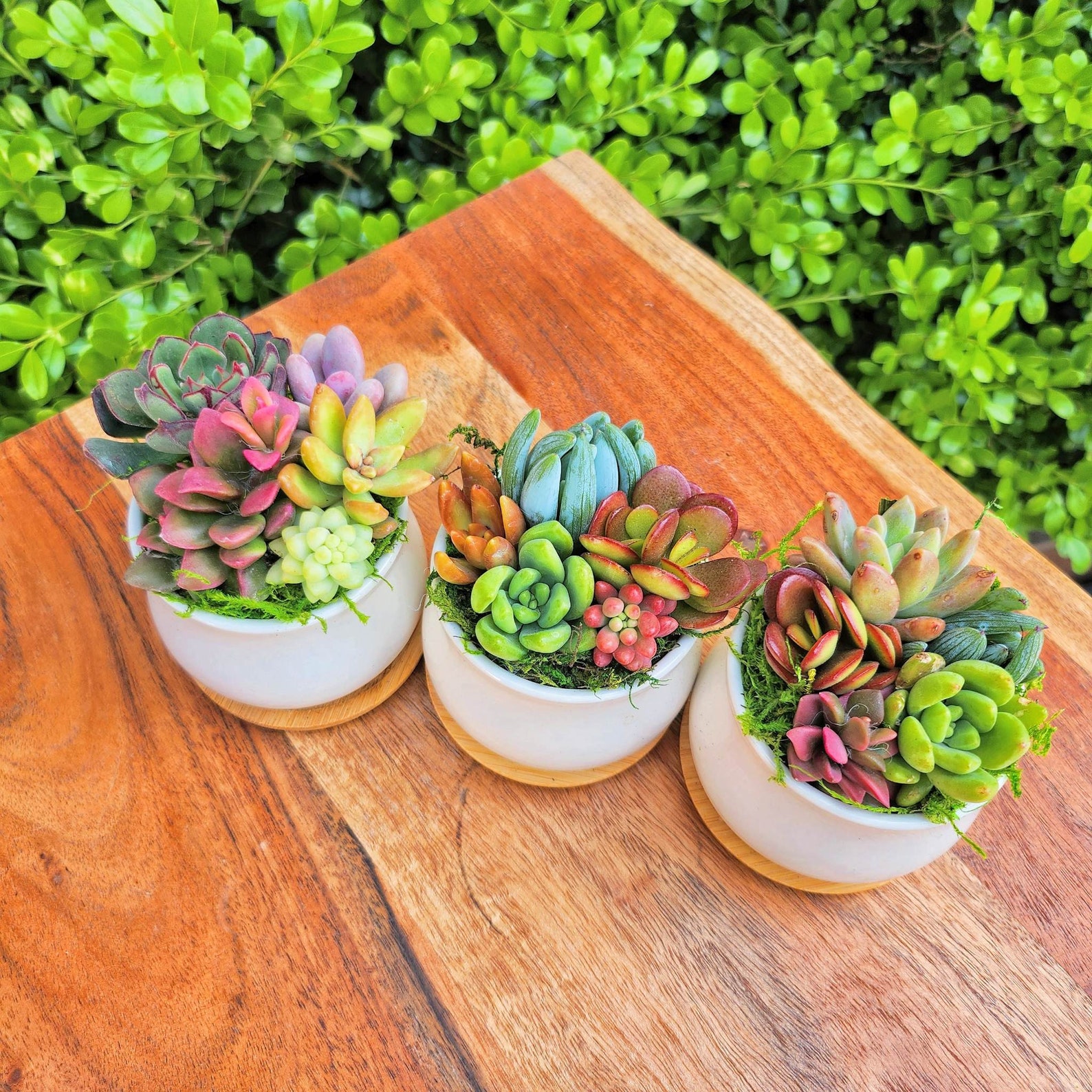 Honey Bubbles - Mini Succulent Garden in Ceramic Pots - Etsy