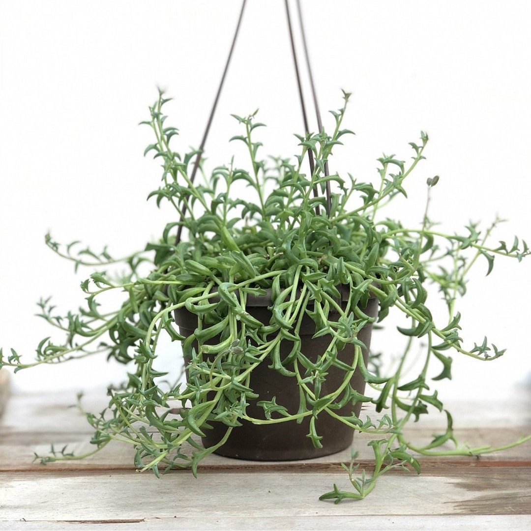 String of Dolphins, Senecio Peregrinus, Trailing Succulent, Hanging ...