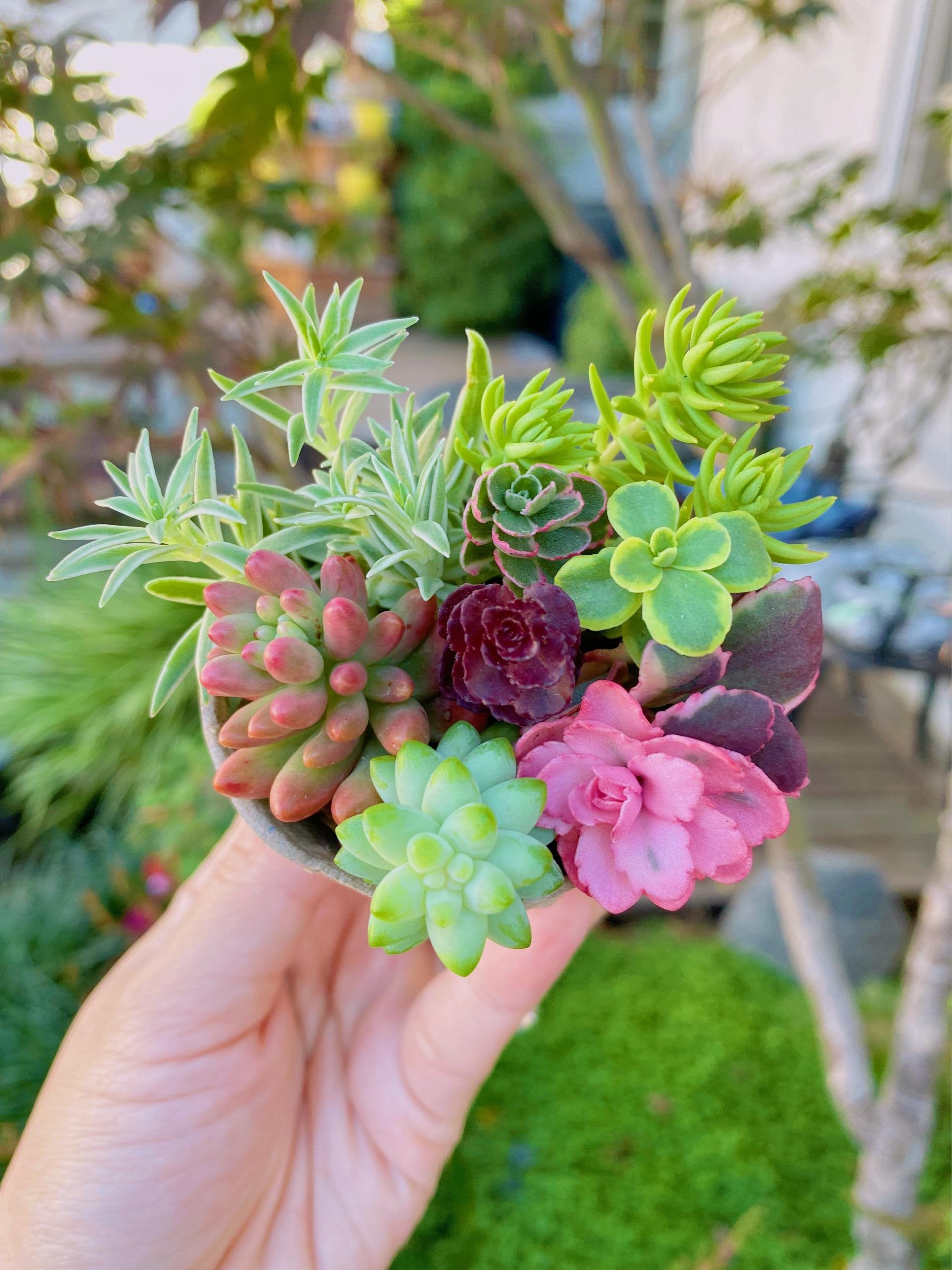 Mystery Succulent Sedum Cuttings Assorted Colorful Succulent Etsy