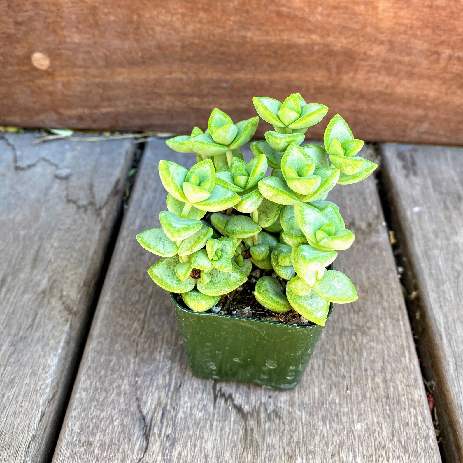 RARE Crassula Rupestris 2 Inches Pot Kebab Bush Rosary Vine | Etsy
