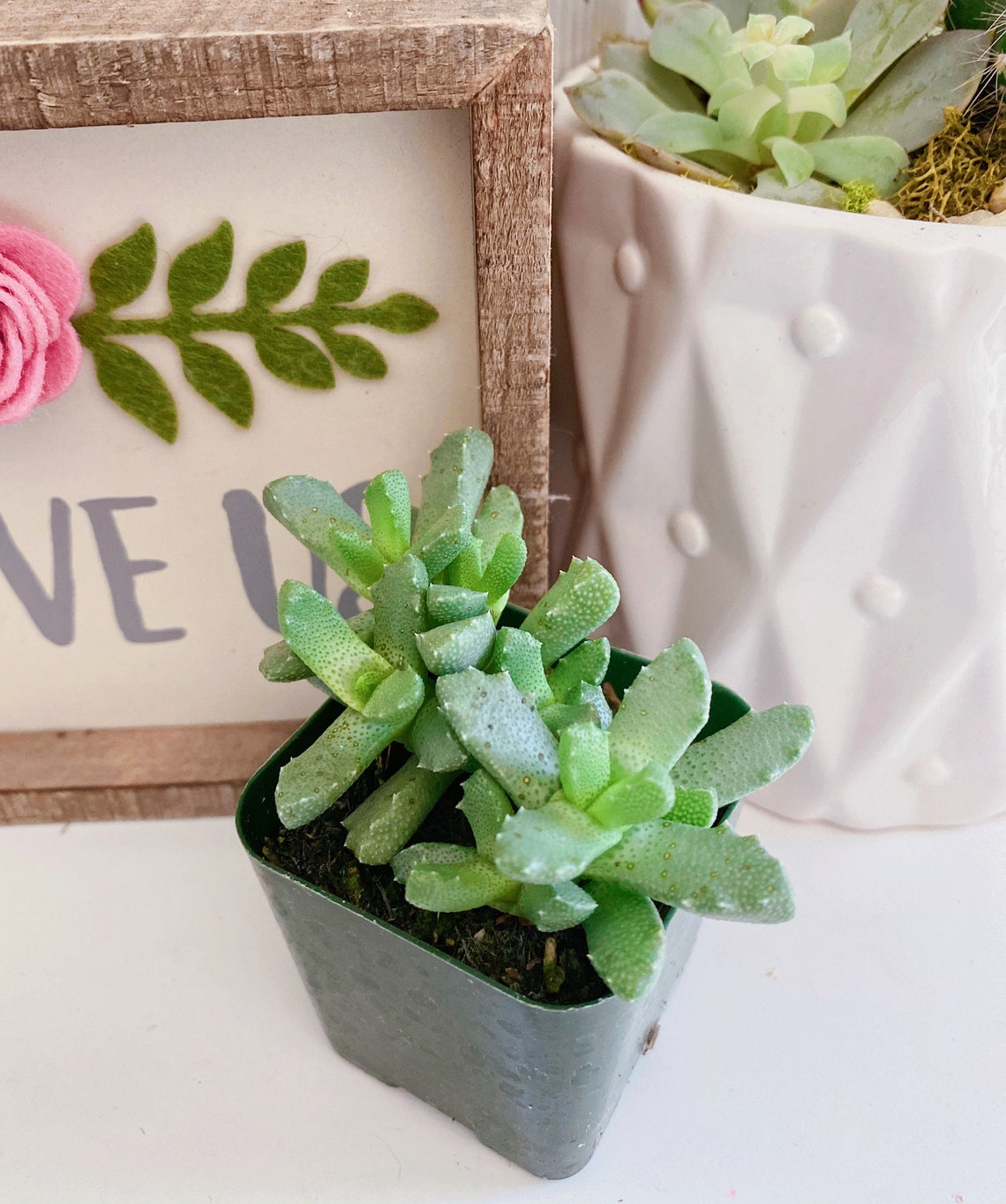 Faucaria Felina tiger Jaw in 2 Inches Pot - Etsy