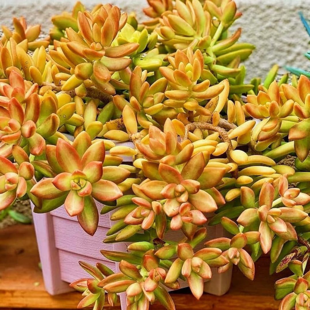 Sedum Nussbaumerianum Orange Delight in 2" or 4" Pot - Etsy