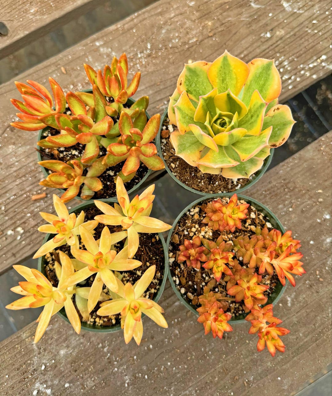 Set of FOUR 4