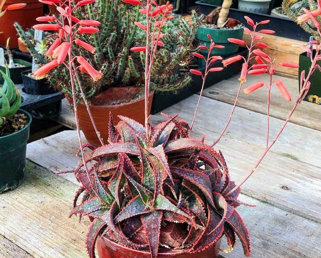 4" Pot of Aloe ‘christmas Carol’ - Etsy