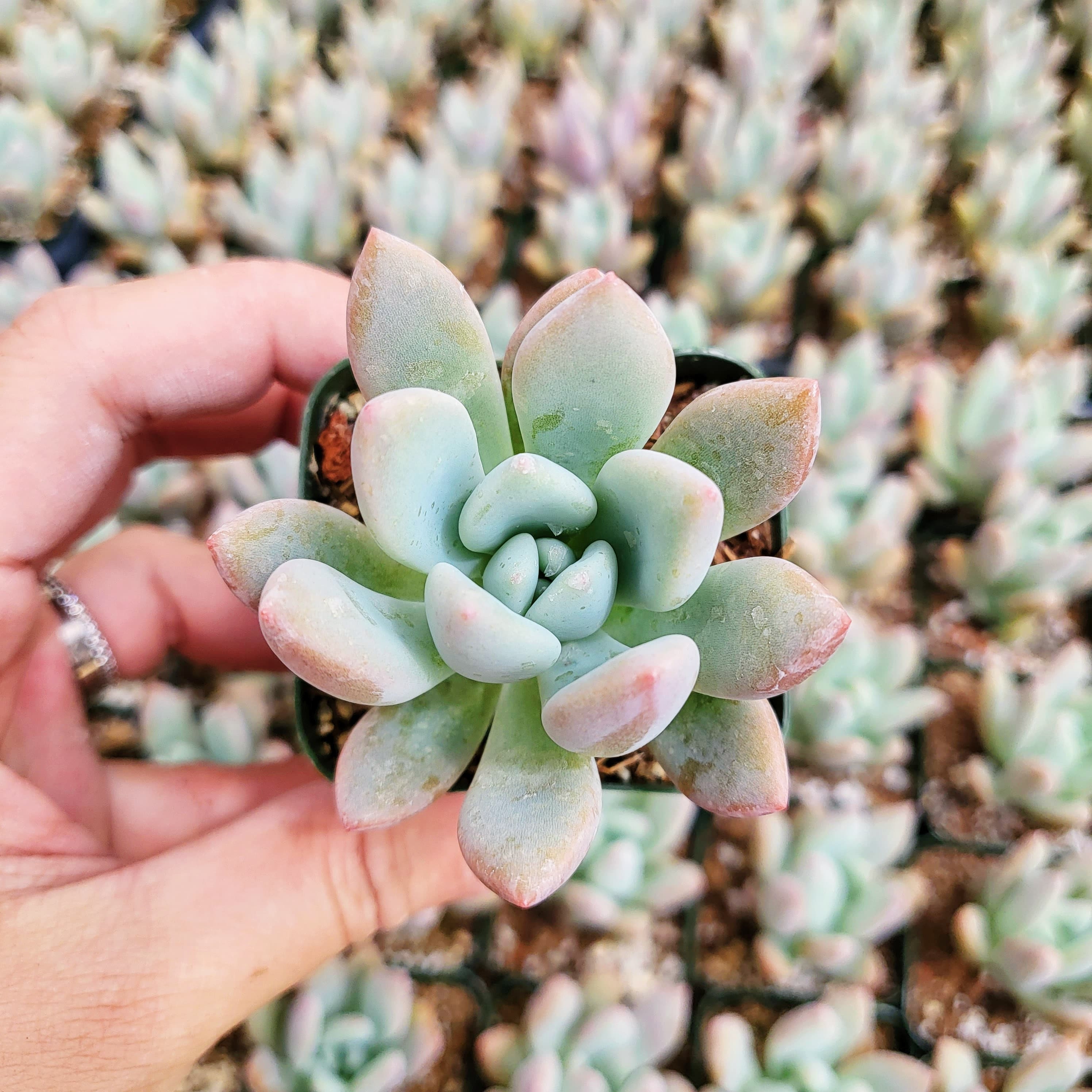 2 Graptoveria Opalina - Etsy
