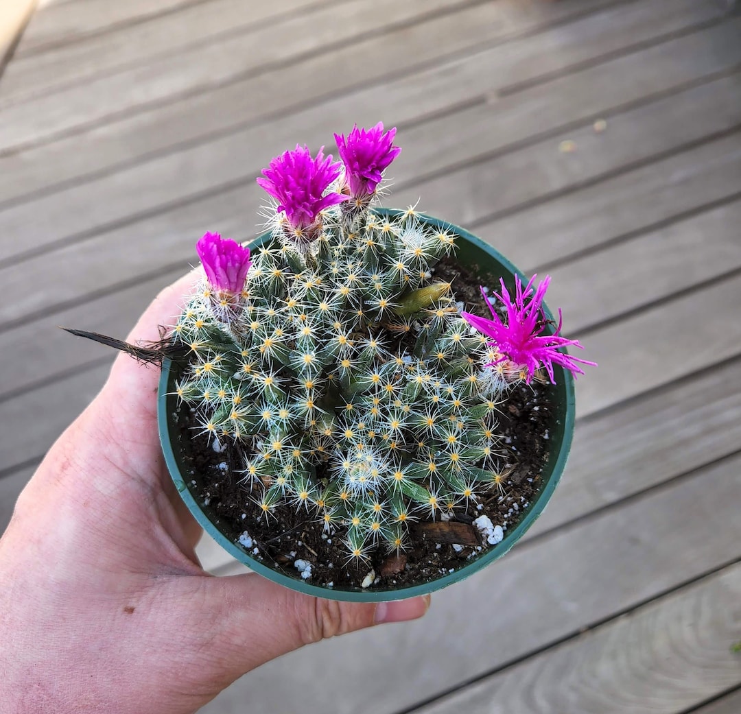 Rare Mini Desert Rose, Trichodiadema Densum, Miniature Dessert Rose ...