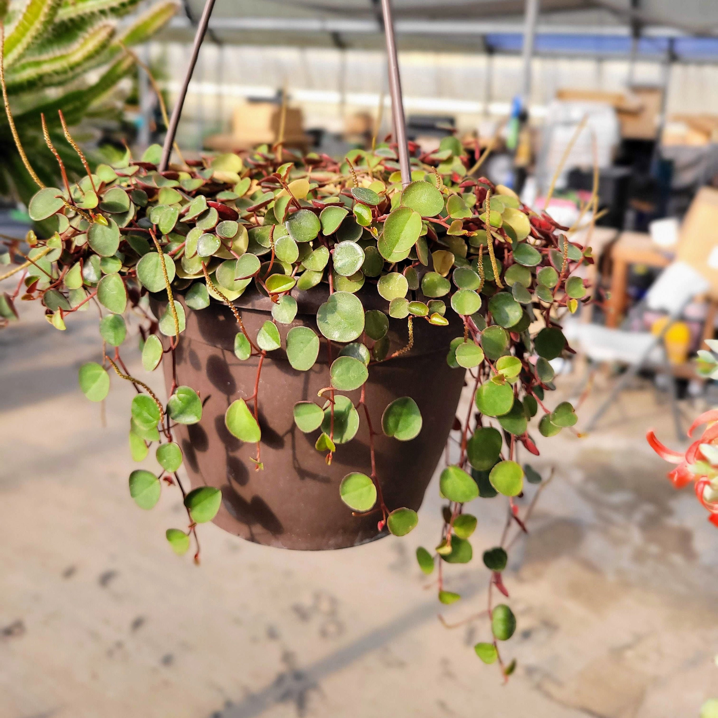 Peperomia ruby Cascade Trailing Succulent Indoor Plant - Etsy