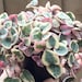 RARE | Crassula Tabularis Pagoda Village - Succulent Plant 2" Pot - Etsy