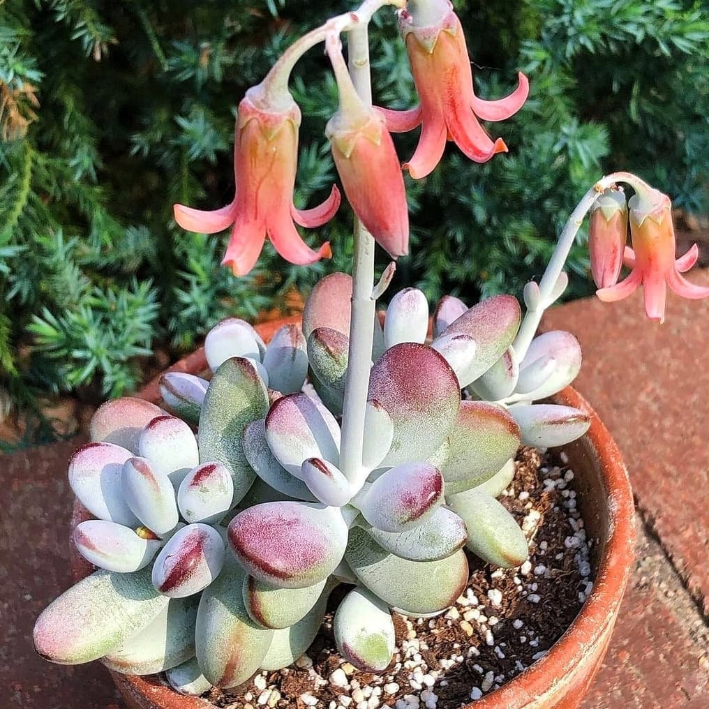 Cotyledon Macrantha