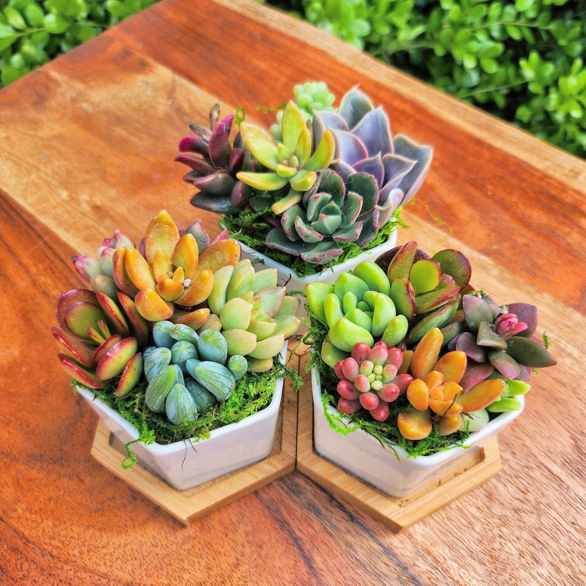 Mini Succulent Garden, Succulent Arrangement Pot - Etsy
