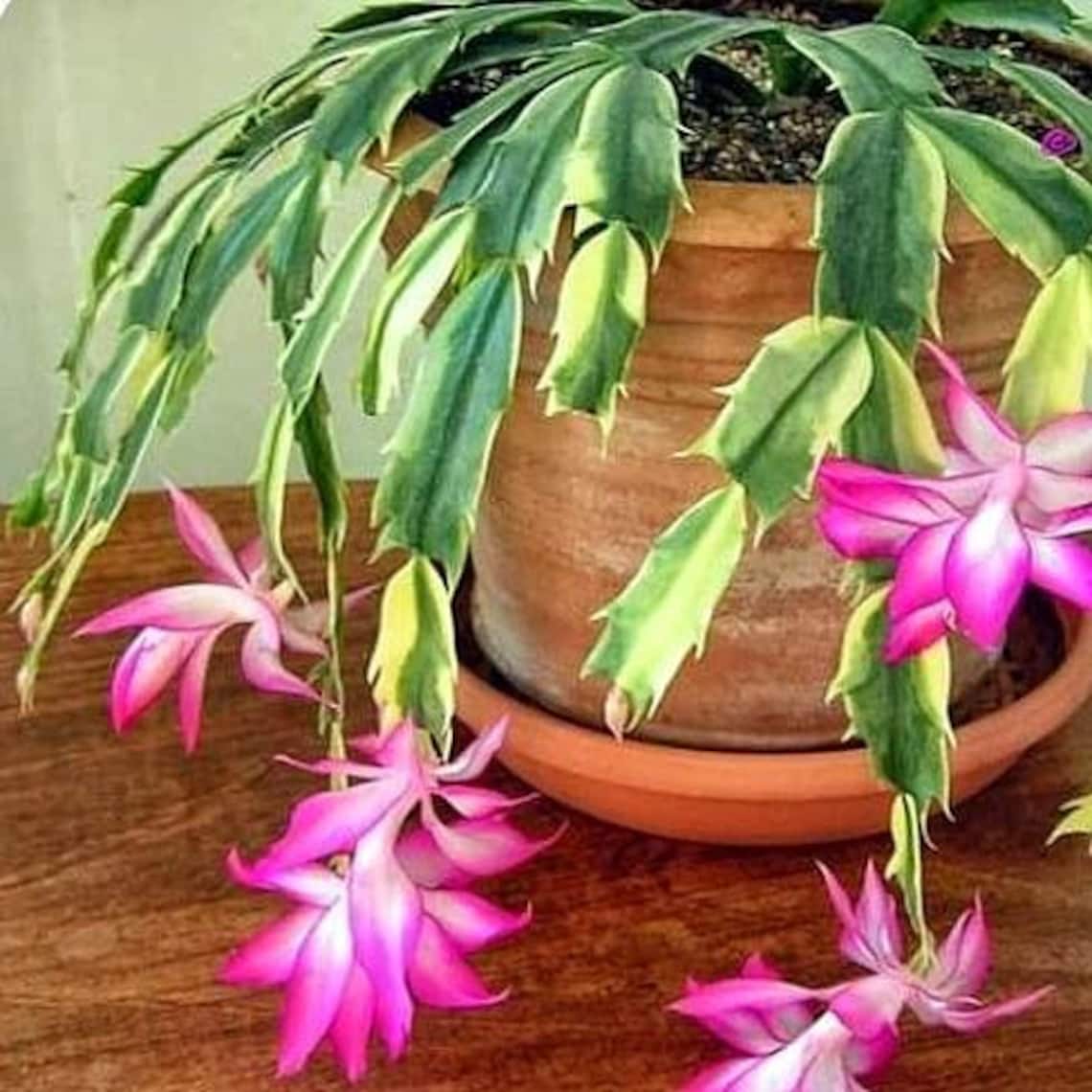 4 Pot of Variegated Christmas Cactus Schlumbergera Rare - Etsy