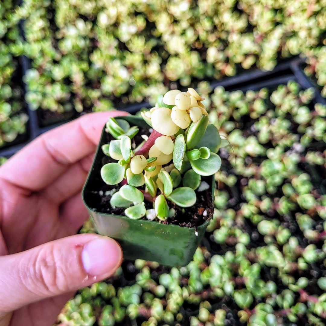 Dwarf Portulacaria Afra 'variegata', Variegated Elephant Bush in 2 ...
